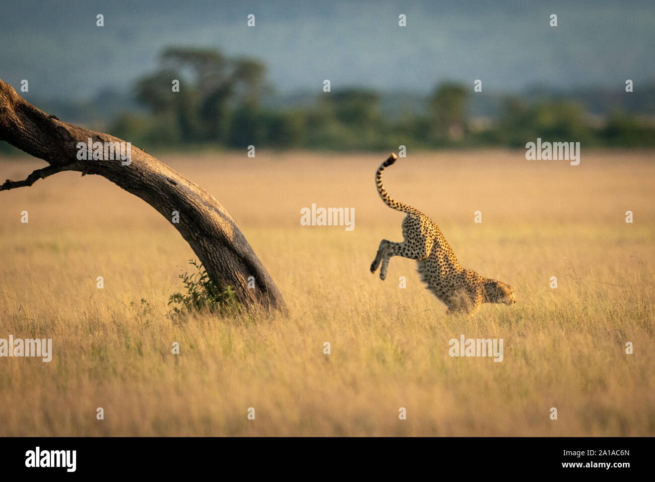 Cheetah jumps down from tree in grassland Stock Photo - Alamy