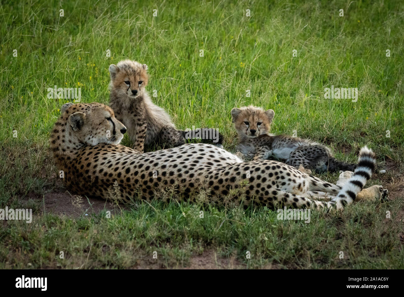 Cheetah lies in grass by two cubs Stock Photo - Alamy