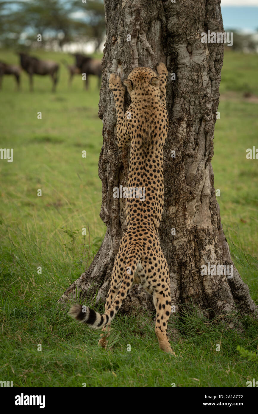 Cheetah acinonyx jubatus legs of cheetah hi-res stock photography and ...