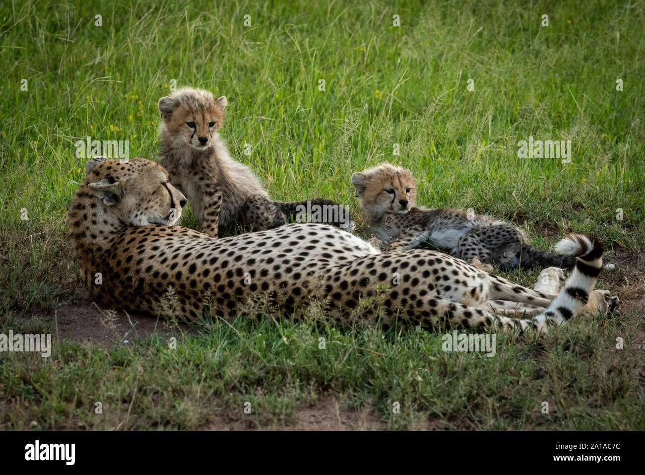 Cheetah lies in grass beside two cubs Stock Photo - Alamy