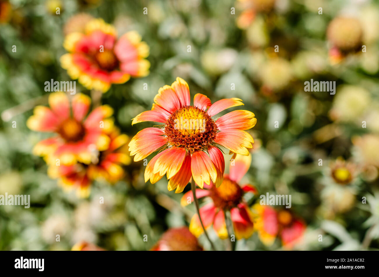 bright blooming flower with red and yellow petals on a background of a ...