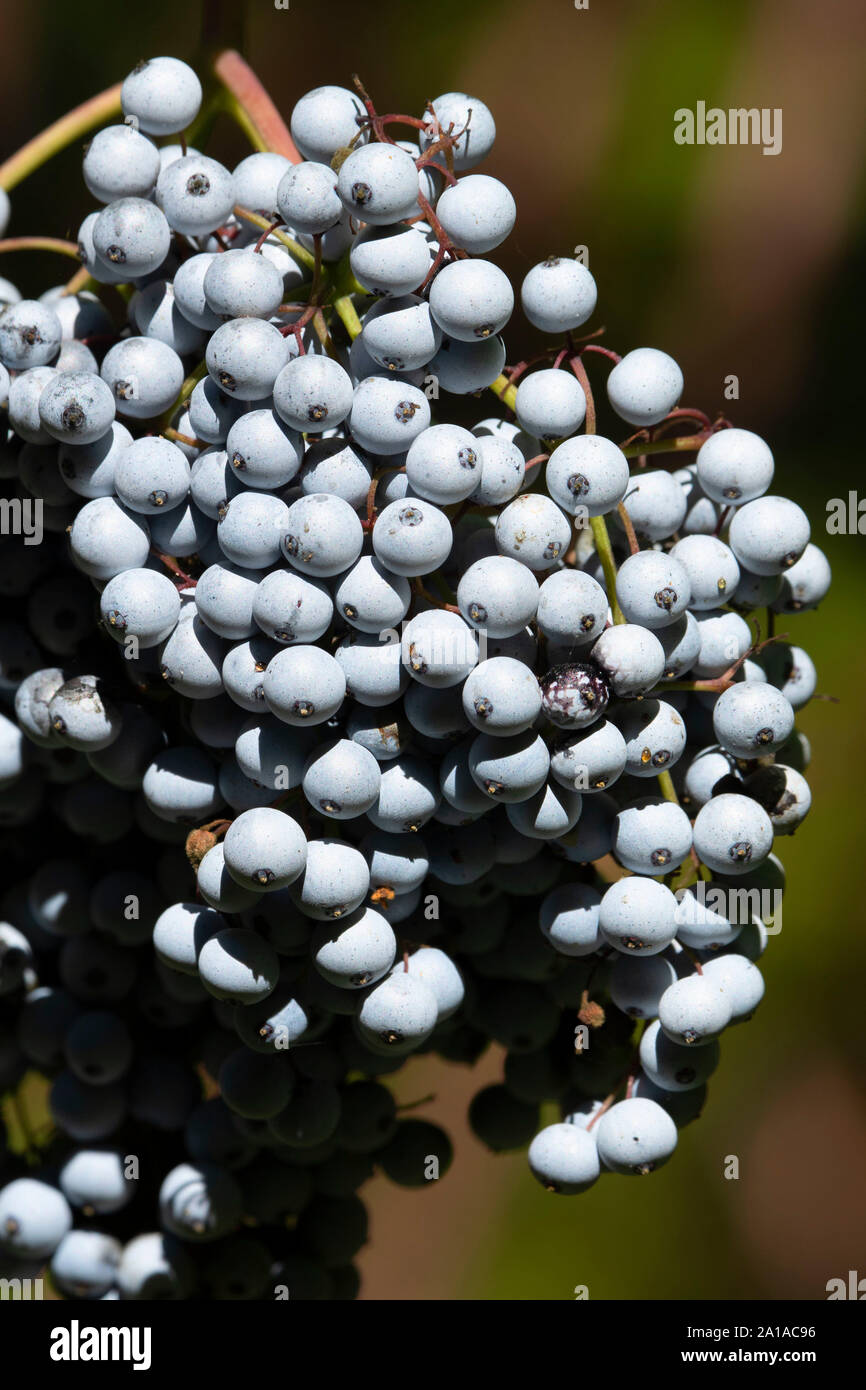 Sambucus cerulea hi-res stock photography and images - Alamy