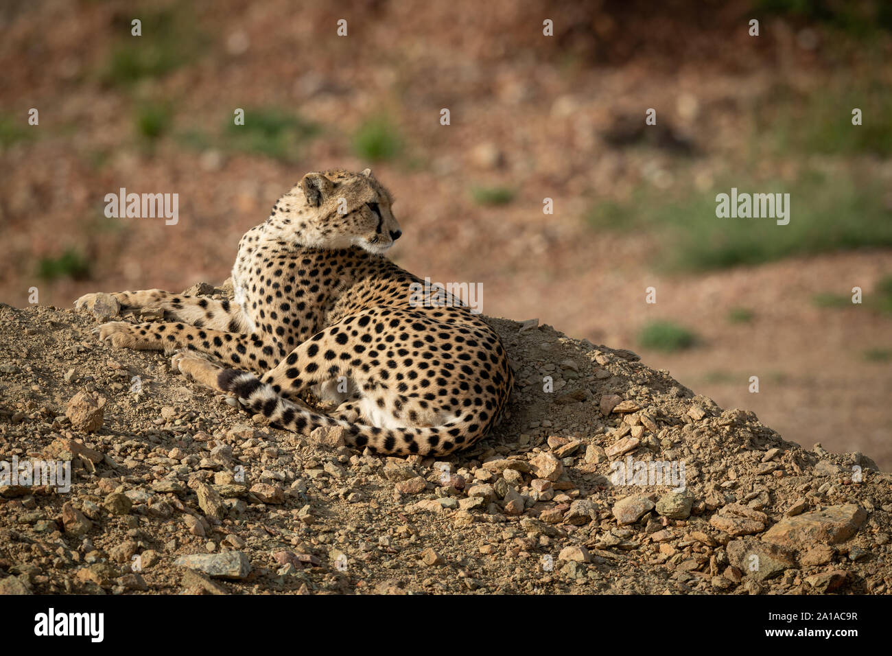 Cheetah family on rock hi-res stock photography and images - Alamy