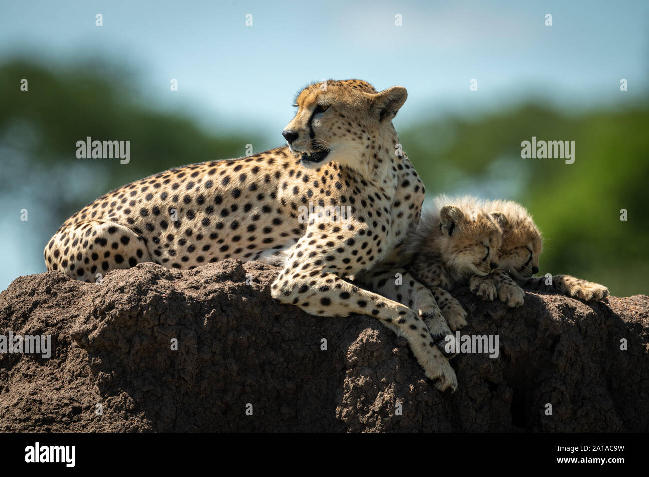 Sleeping cheetah cub hi-res stock photography and images - Alamy