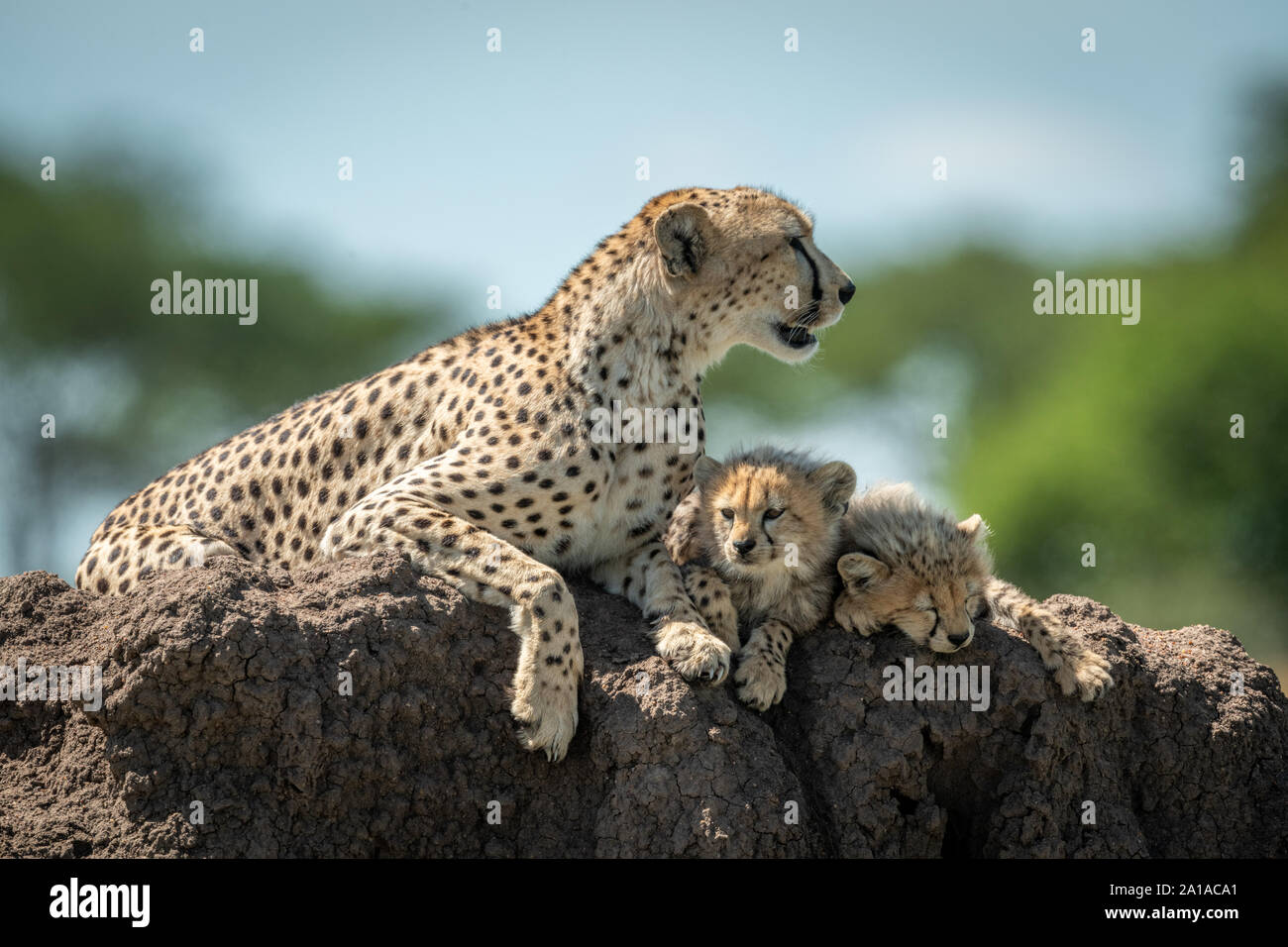 Cheetah lies on mound beside two cubs Stock Photo - Alamy