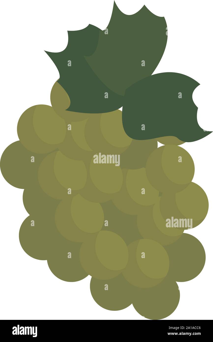 Green grapes, illustration, vector on white background Stock Vector ...