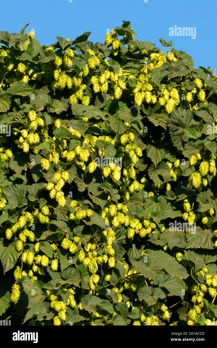 Willamette hops hi-res stock photography and images - Alamy