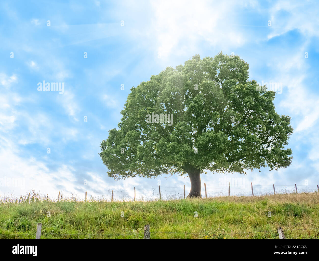 Nature background with tree and grass Stock Photo - Alamy