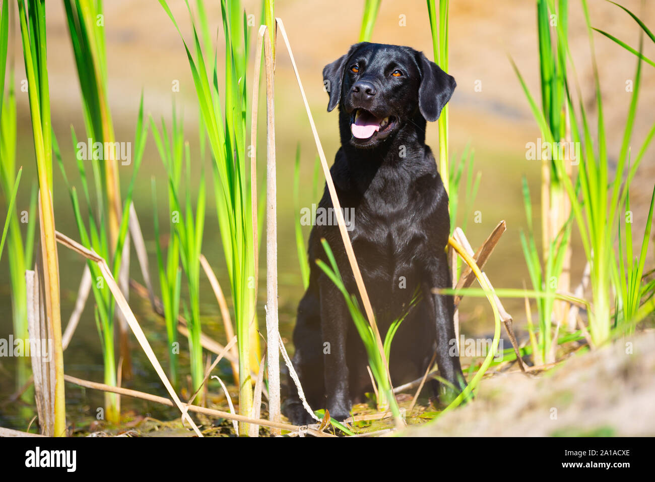 Labrador outdoor hi-res stock photography and images - Alamy
