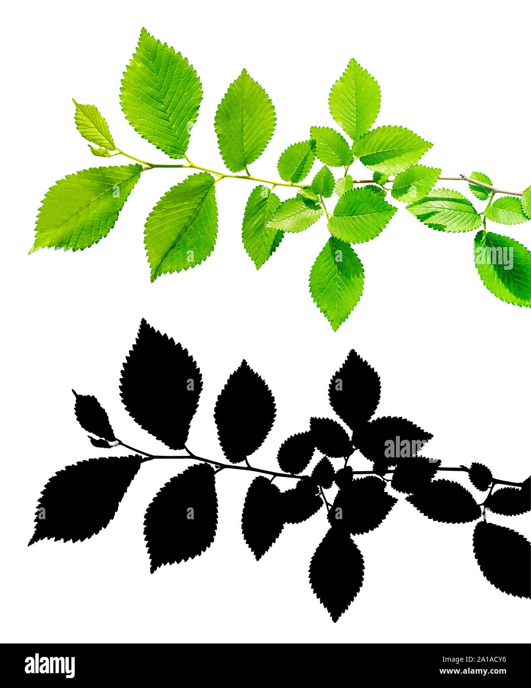 Tree alpha mask hi-res stock photography and images - Alamy