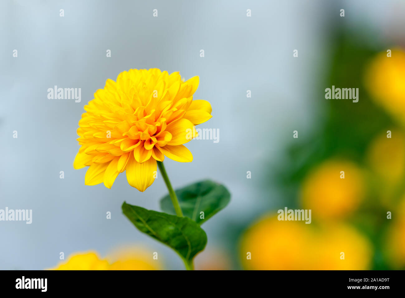 Autumn flowers bush with big vivid yellow blossom. Blurred background ...