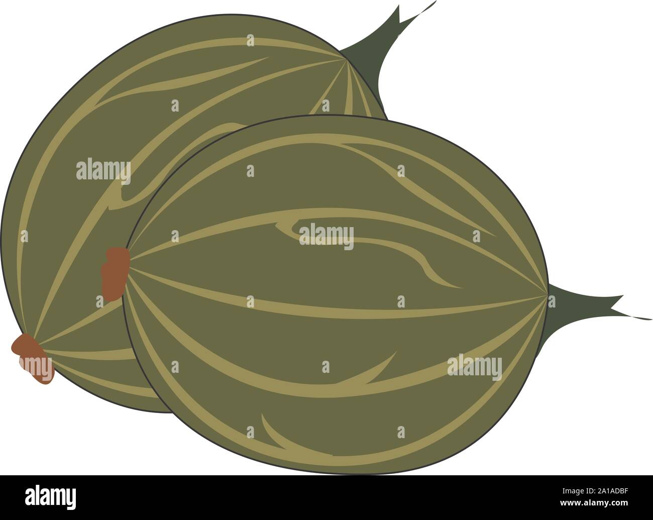 Gooseberry, illustration, vector on white background Stock Vector Image ...