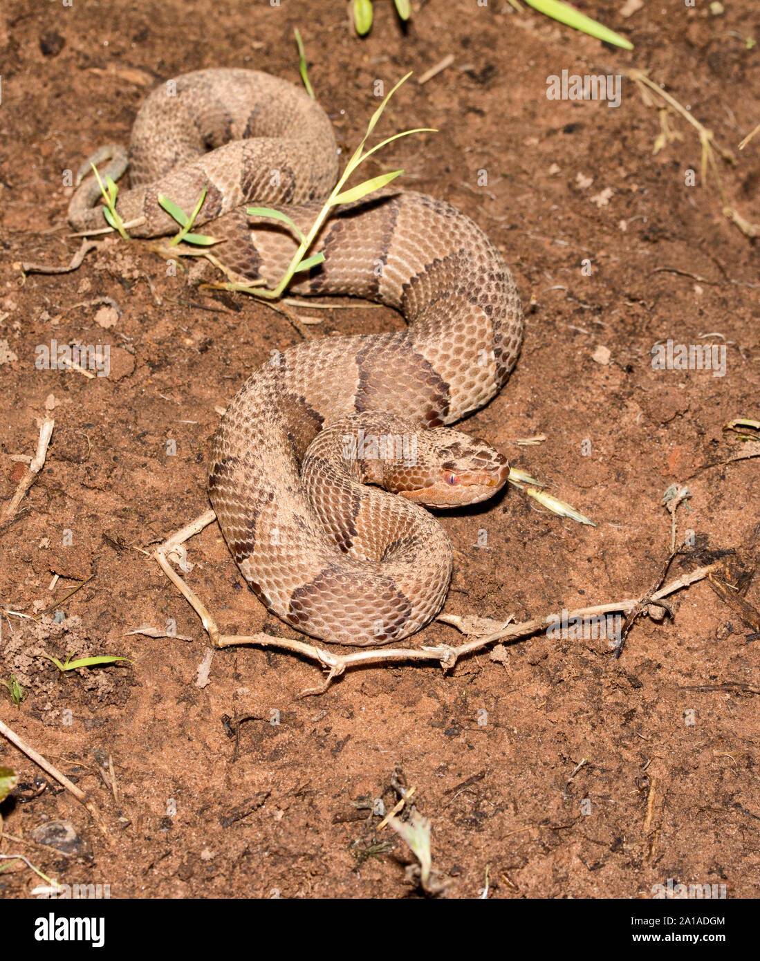 Venomous Copperhead snake on bare ground, covered in sand Stock Photo ...