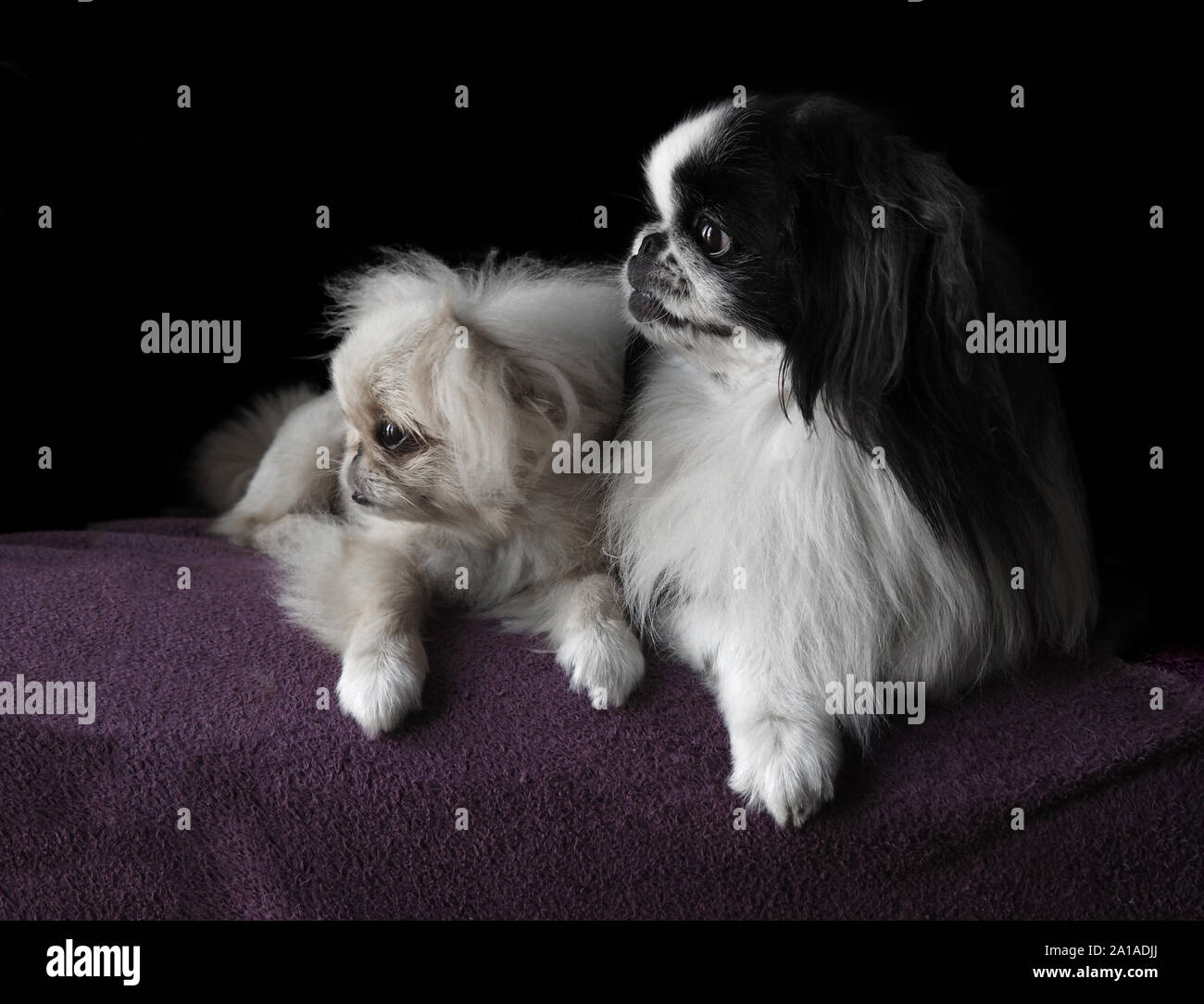 Two pekingeses hi-res stock photography and images - Alamy