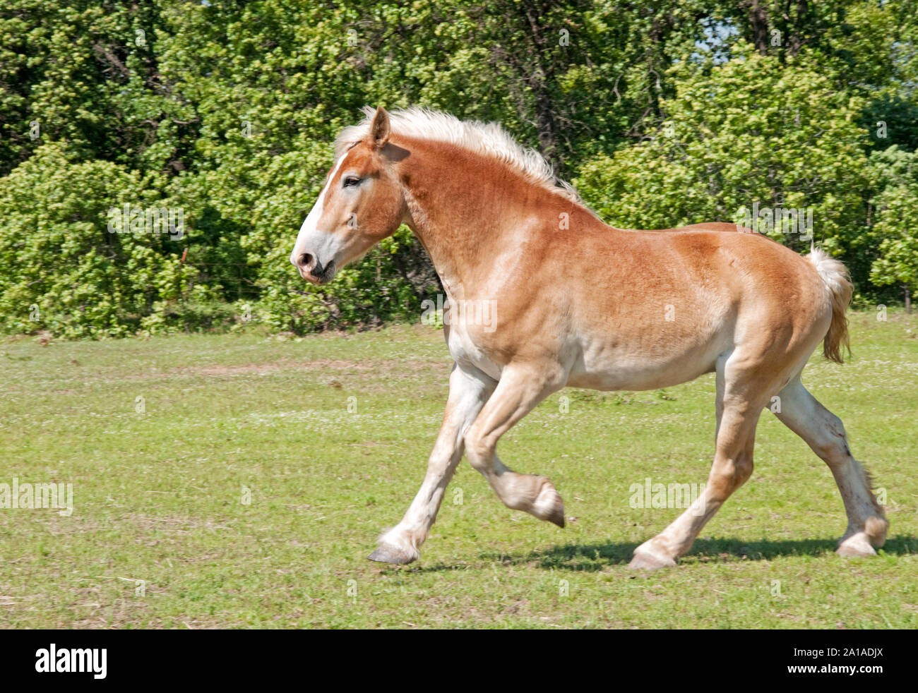 Draft Horse Cantering