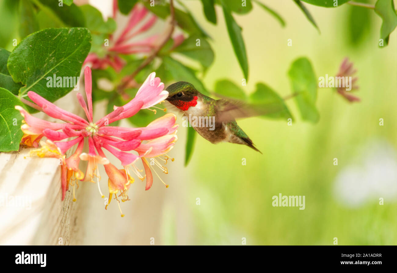 Hummingbird honeysuckle hi-res stock photography and images - Alamy