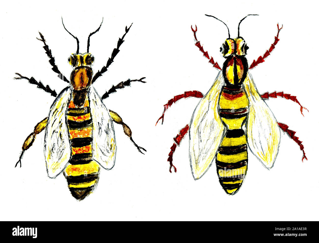 Yellow honey bee hand drawn watercolor illustration Stock Photo - Alamy