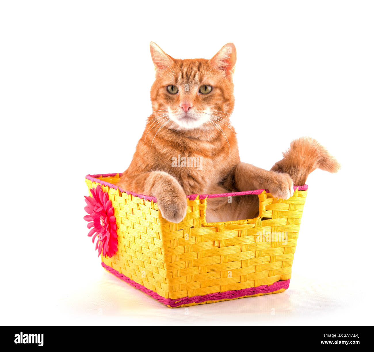 Cat fat red orange tabby hi-res stock photography and images - Alamy