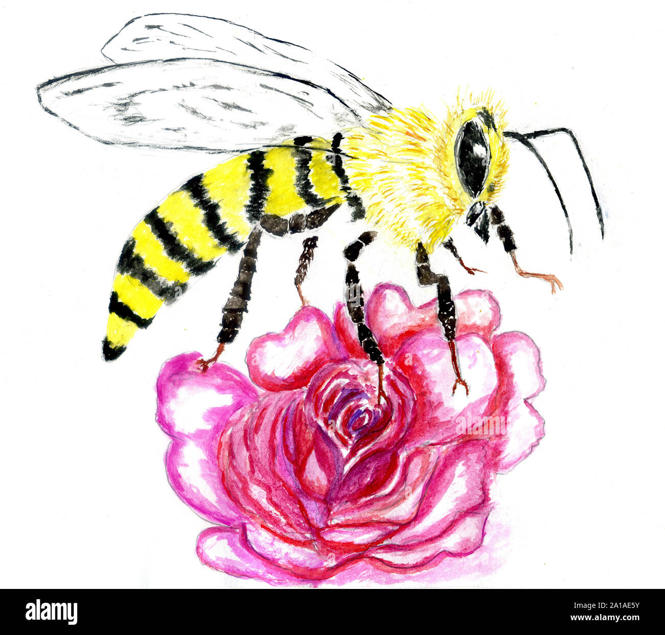 Yellow honey bee hand drawn watercolor illustration Stock Photo - Alamy
