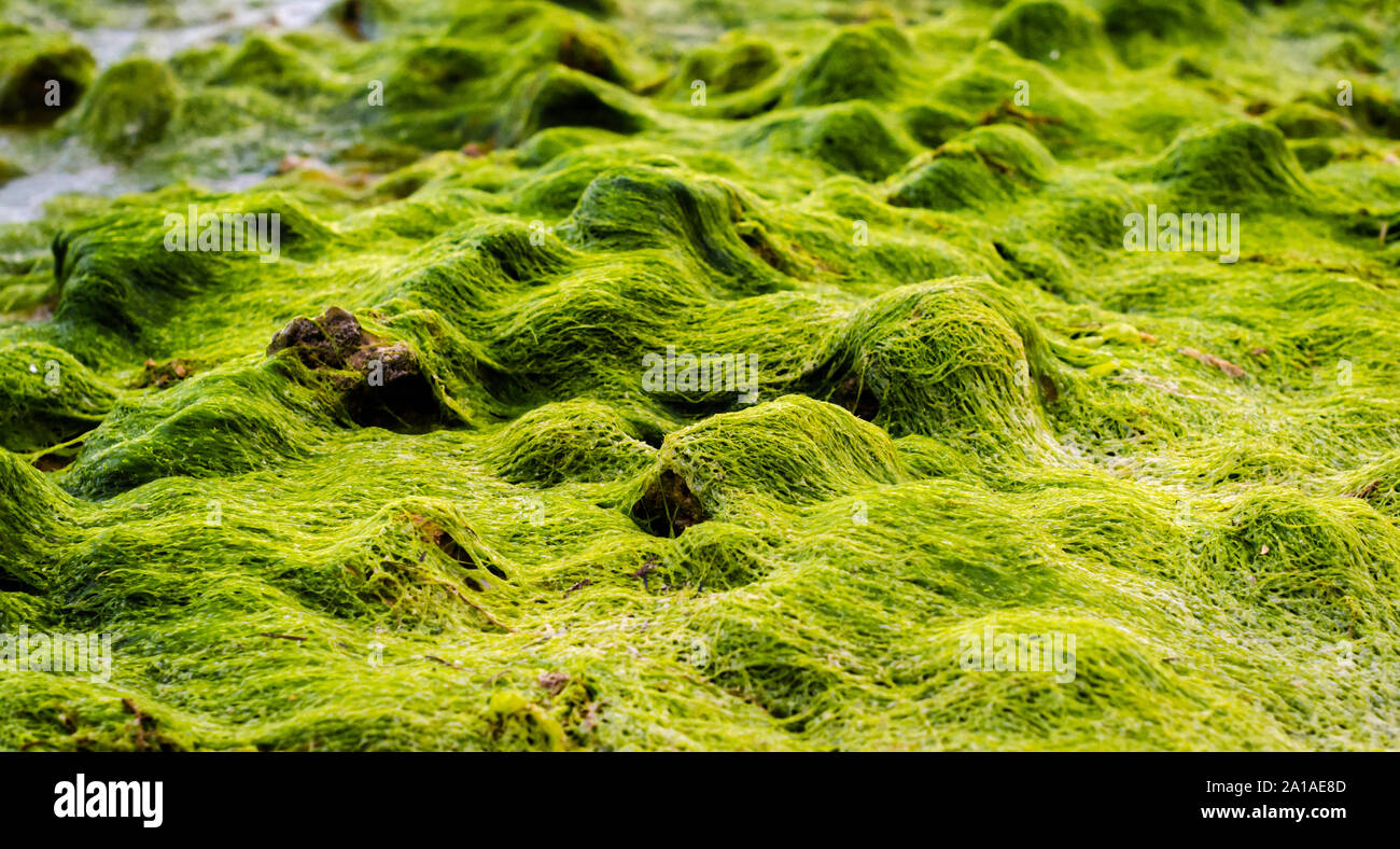 green sea plant on stones close up Stock Photo - Alamy