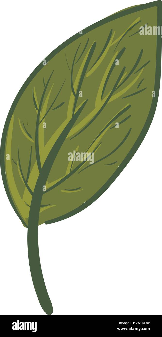 Green leaf, illustration, vector on white background Stock Vector Image ...