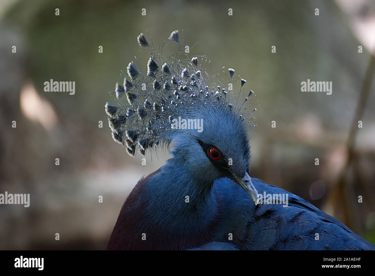 Headshot of a blue bird with beautiful head feathers Stock Photo - Alamy