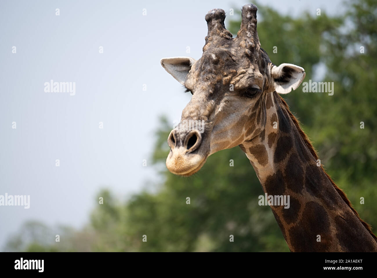 Headshot of an old Giraffe Stock Photo - Alamy