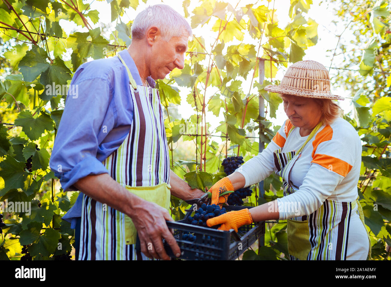 Grapes picking. Couple of farmers gather crop of grapes on farm. Happy ...