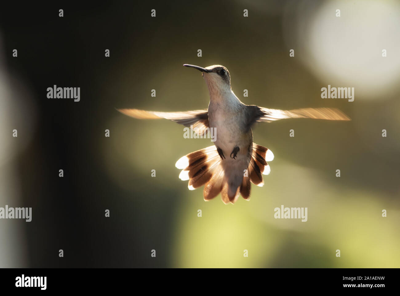 Hummingbird in back light hi-res stock photography and images - Alamy