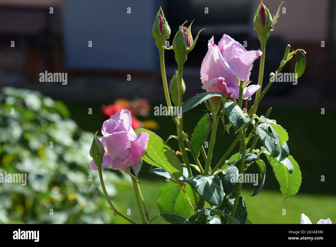 Violet Rose Bud with Water Drops on the Petals - Beautiful Garden Stock ...