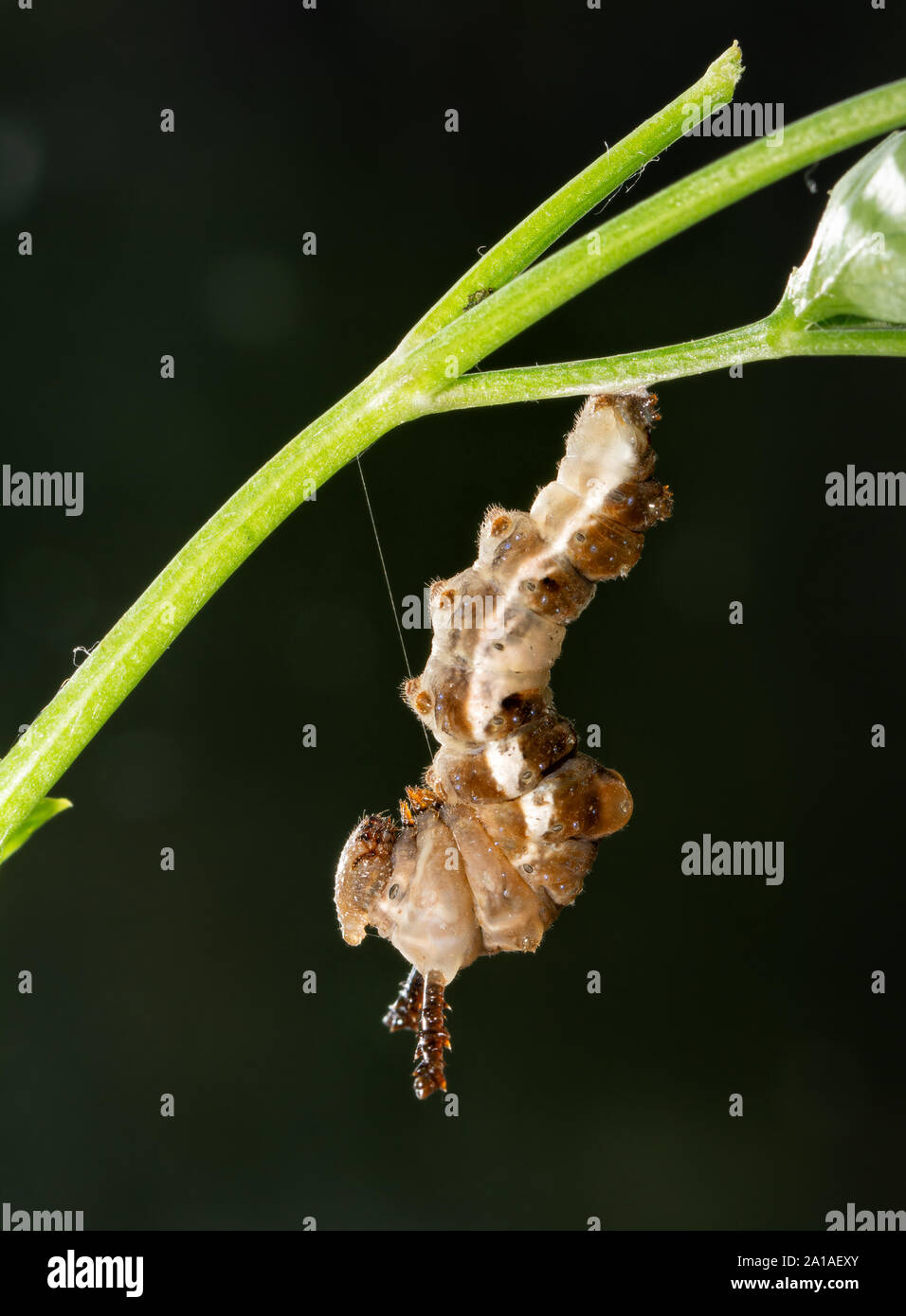 Red-spotted Purple butterfly caterpillar in j-form ready to pupate ...