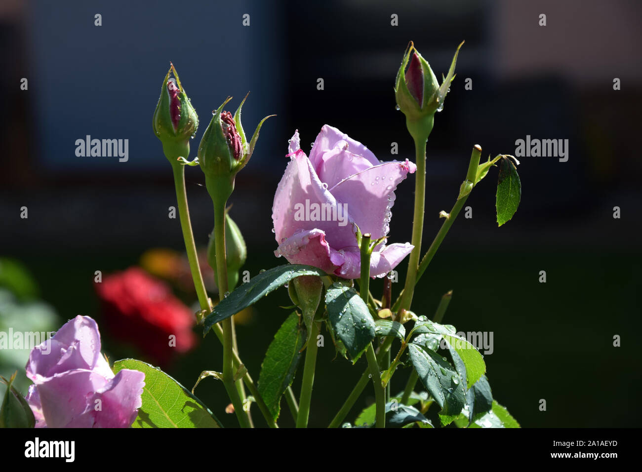 Violet Rose Bud with Water Drops on the Petals - Beautiful Garden Stock ...