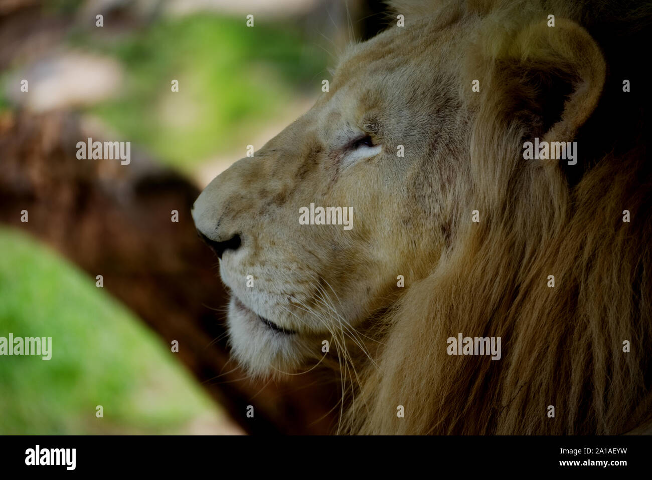 Stare gazing hi-res stock photography and images - Alamy