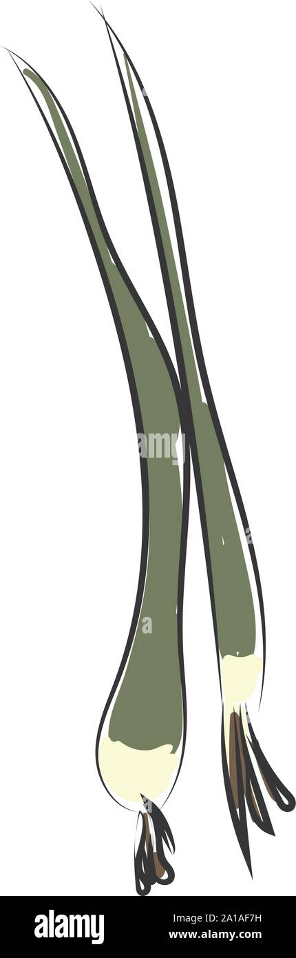 Green onion, illustration, vector on white background Stock Vector ...