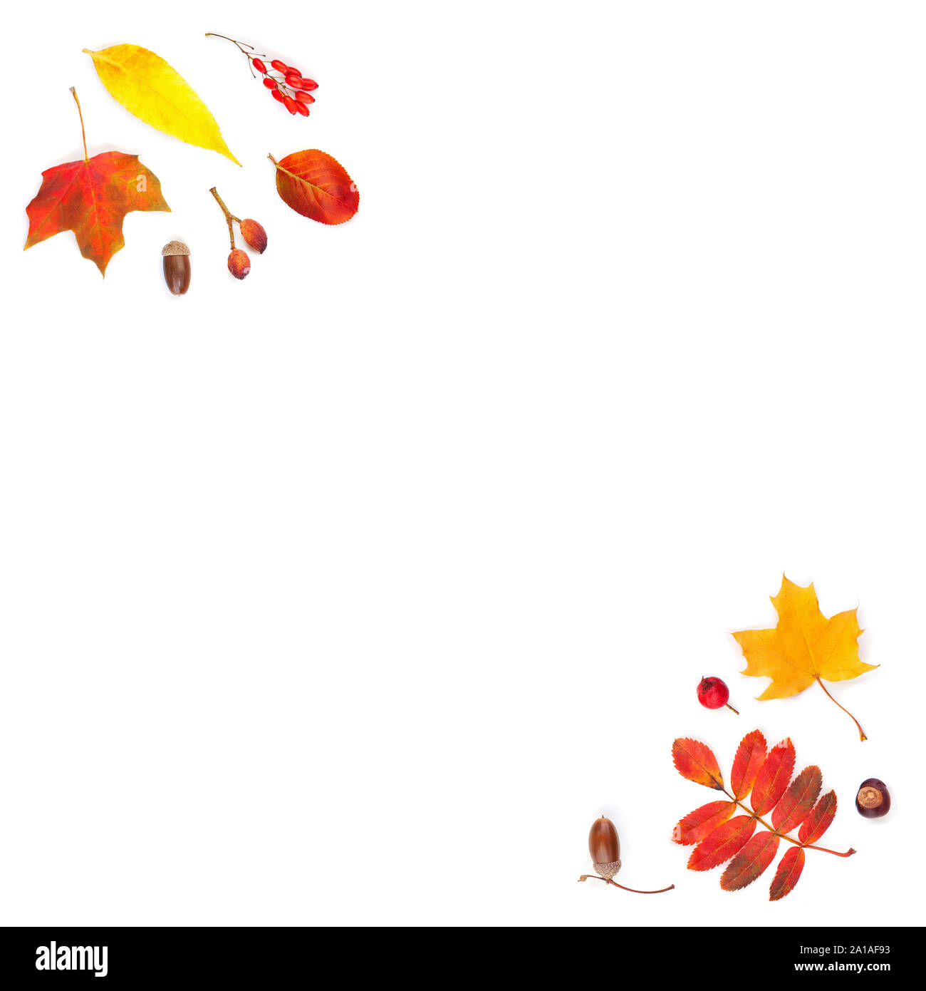 Fall leaves corners composition isolated on white. Bright autumn leaves ...