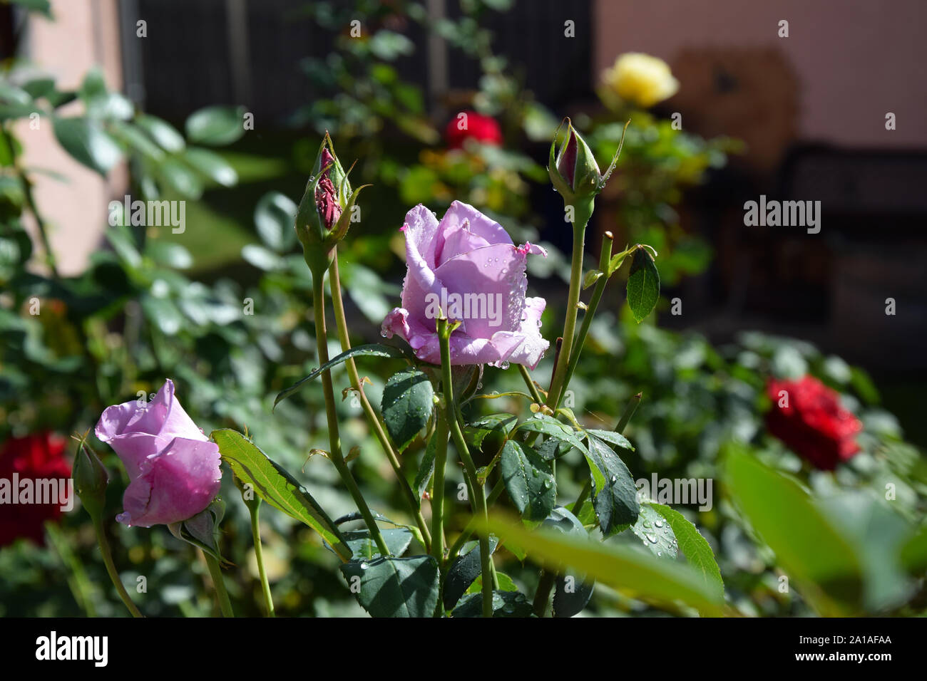 Violet Rose Bud with Water Drops on the Petals - Beautiful Garden Stock ...