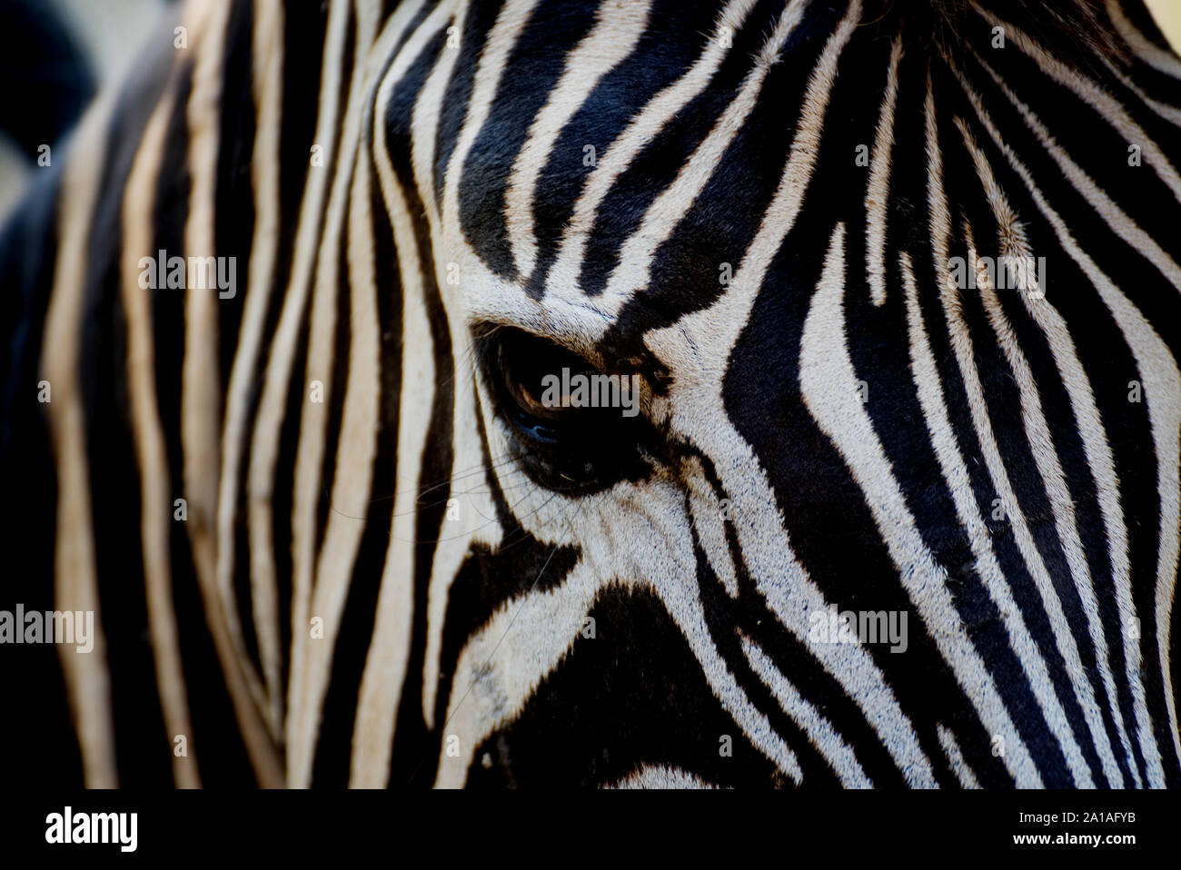 Zebra headshot portrait hi-res stock photography and images - Alamy
