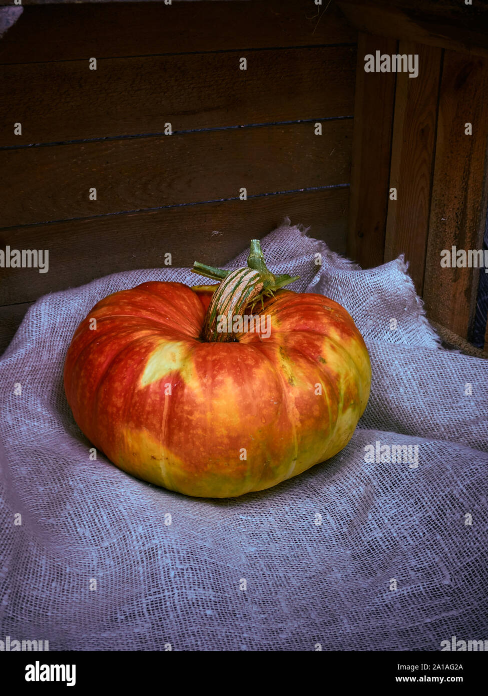 A very juicy and very multi-color beautiful pumpkin is photographed ...