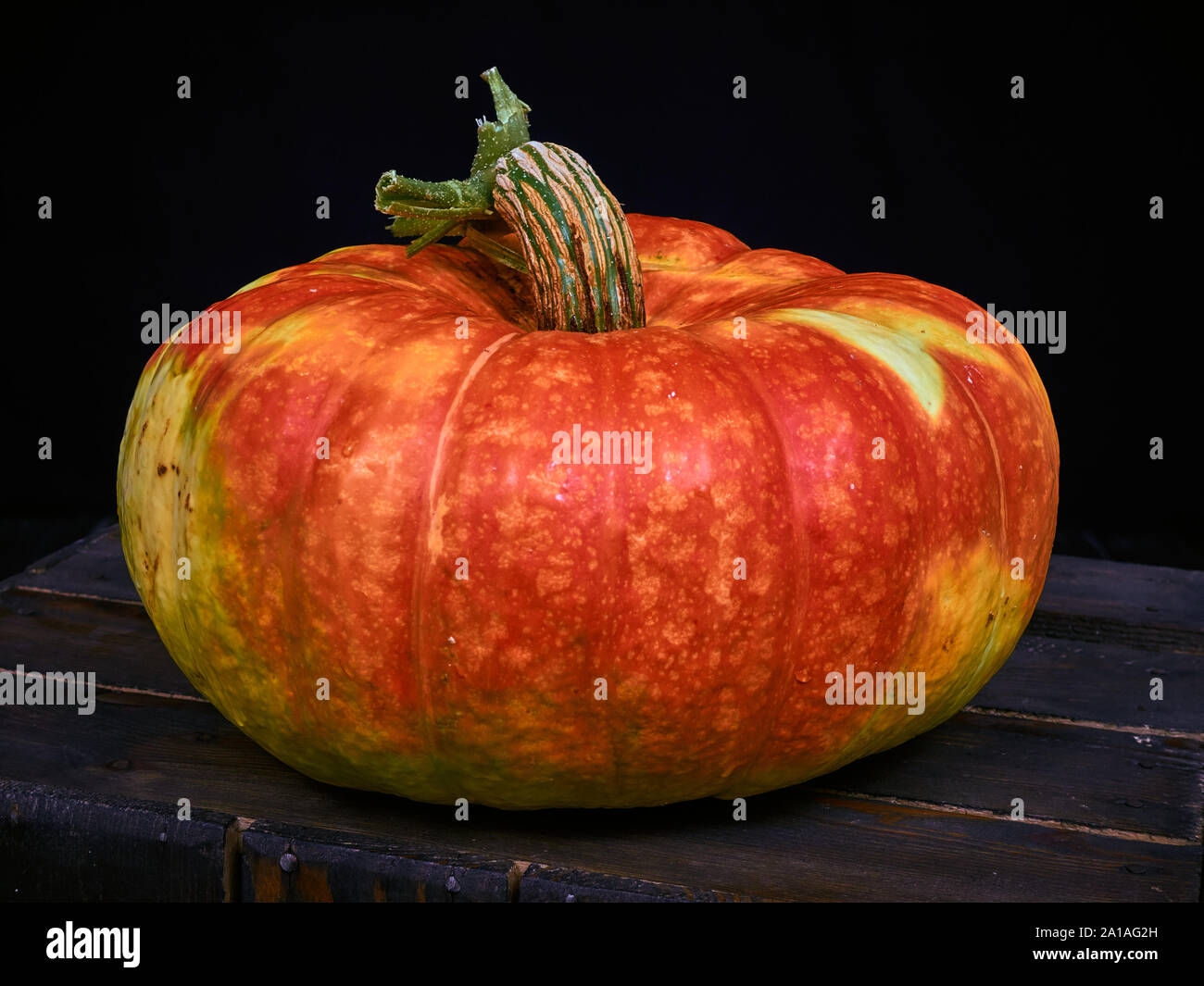 A very juicy and very multi-color beautiful pumpkin is photographed ...