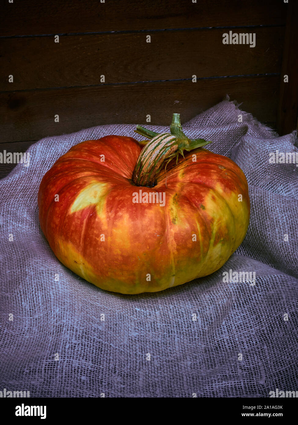 A very juicy and very multi-color beautiful pumpkin is photographed ...