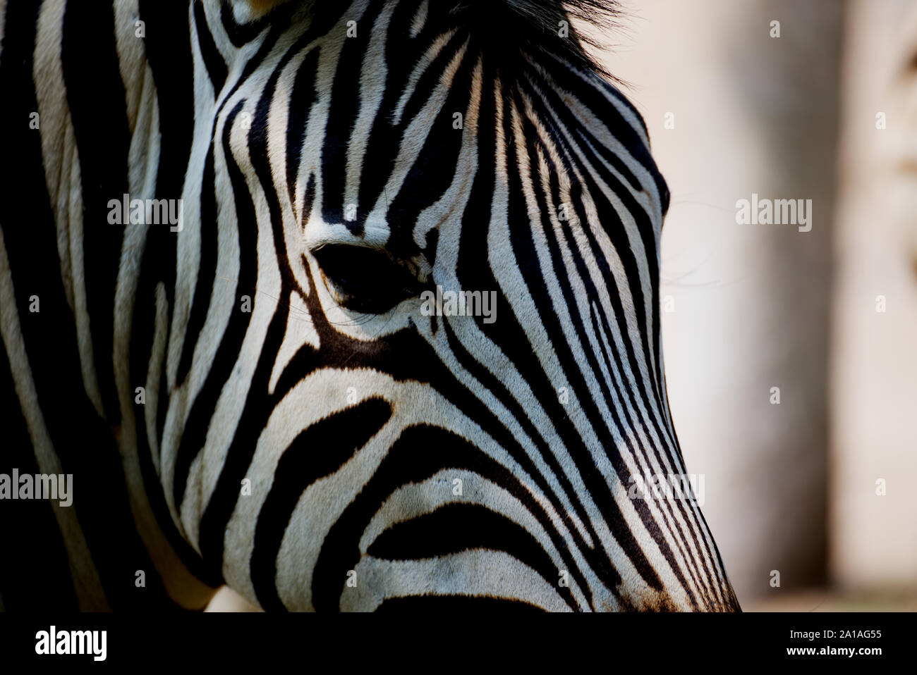 Posing zebra hi-res stock photography and images - Alamy