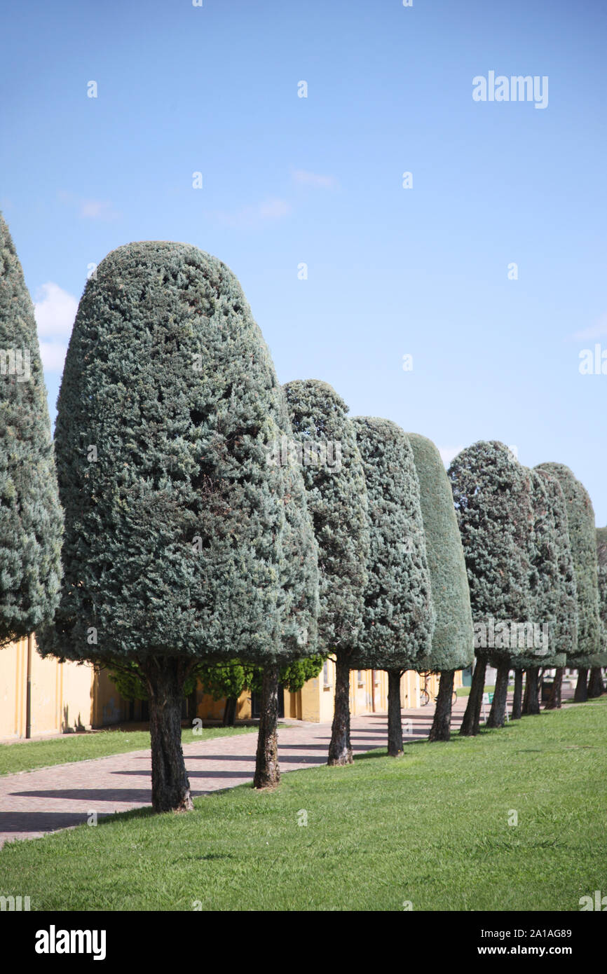 Trees with crown shape in the form of a rounded cone against the ...