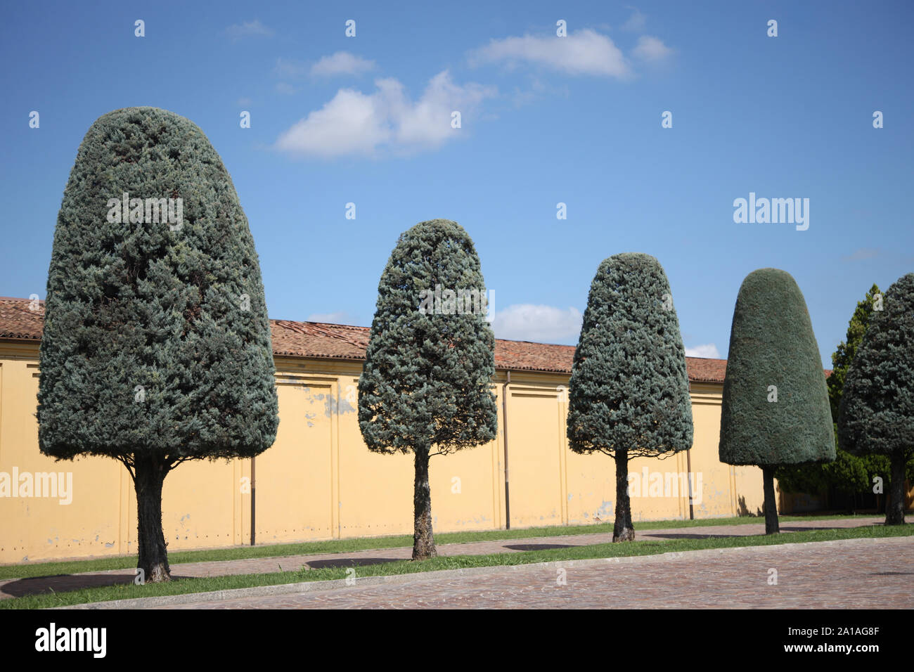 Trees with crown shape in the form of a rounded cone against the ...