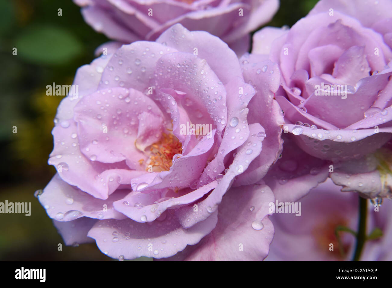 Violet Roses Blossom with Water Drops on the Petals - Beautiful Garden ...