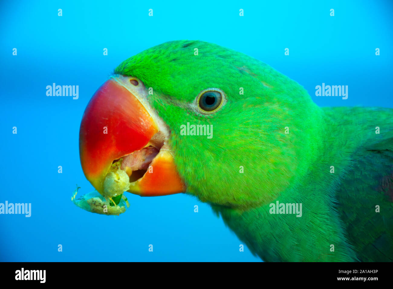 Closeup parrots hi-res stock photography and images - Alamy