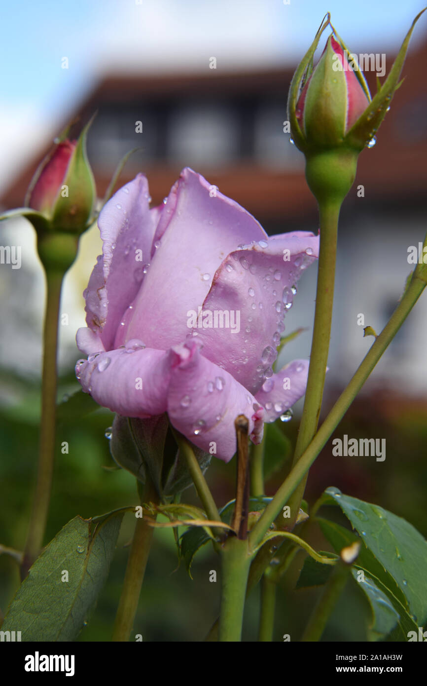 Violet Rose Buds with Water Drops on the Petals - Beautiful Garden ...