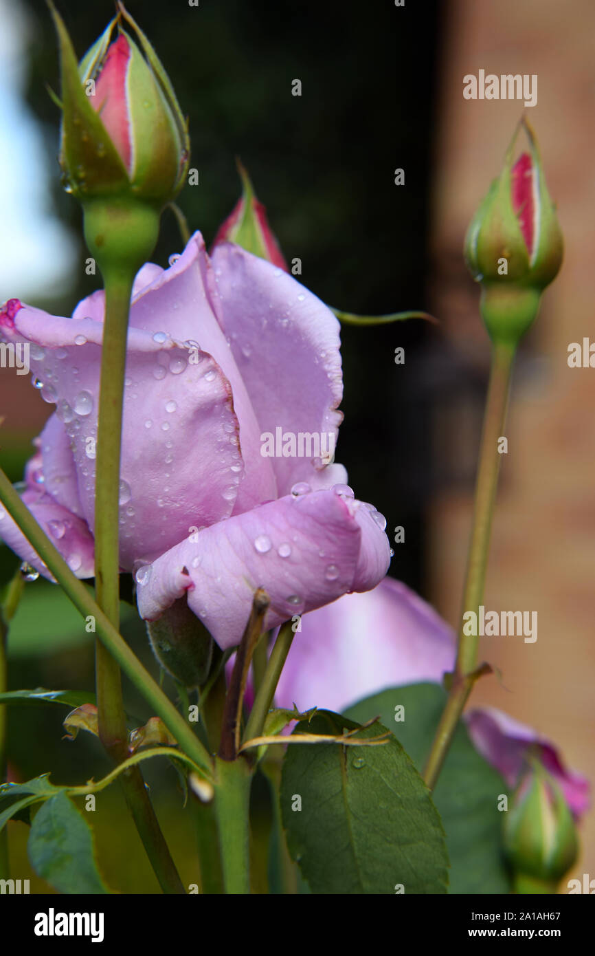 Violet Rose Buds with Water Drops on the Petals - Beautiful Garden ...