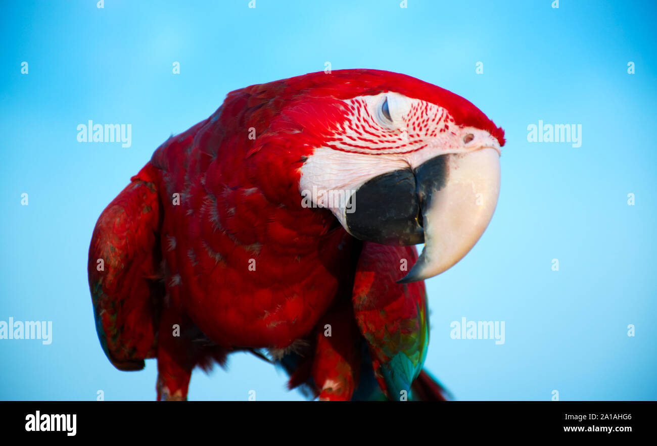 Sleeping Red Macaw half body shot Stock Photo - Alamy