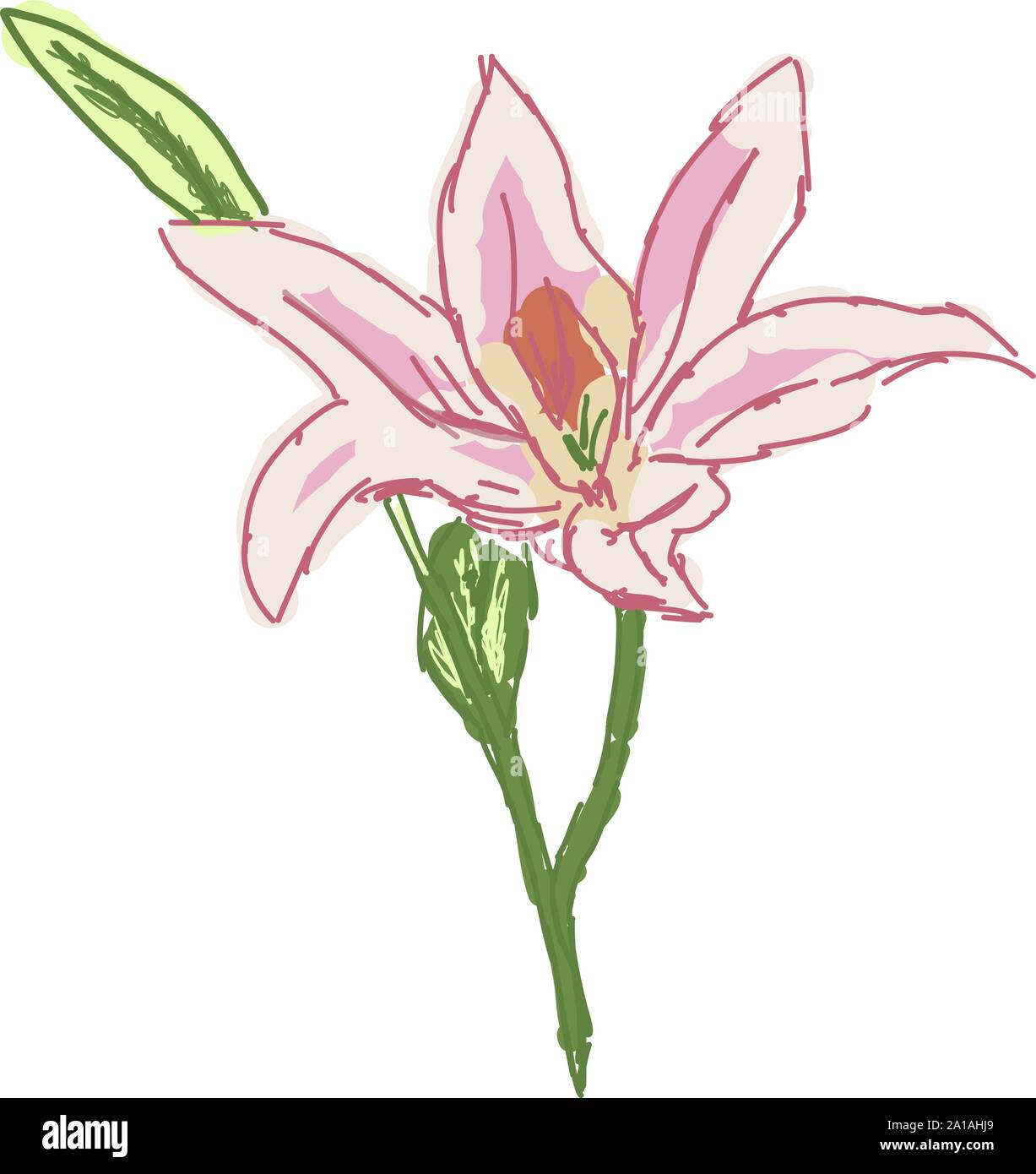 Lilly, illustration, vector on white background Stock Vector Image ...