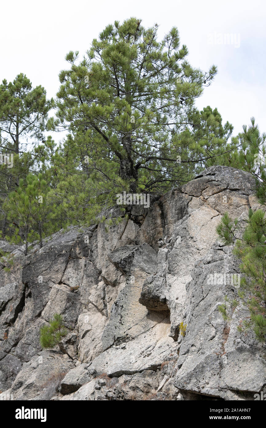 pine tree cliff rocks Stock Photo - Alamy